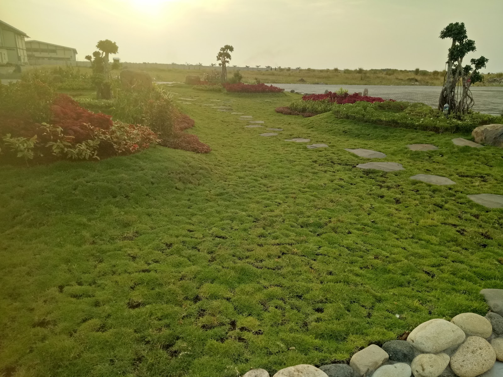 TANAMAN RUMPUT JEPANG, COCOK UNTUK DAERAH PANAS ~ SINOX NURSERY