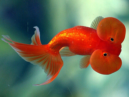 NATURE'S BEAUTY: Bubble Eye Goldfish