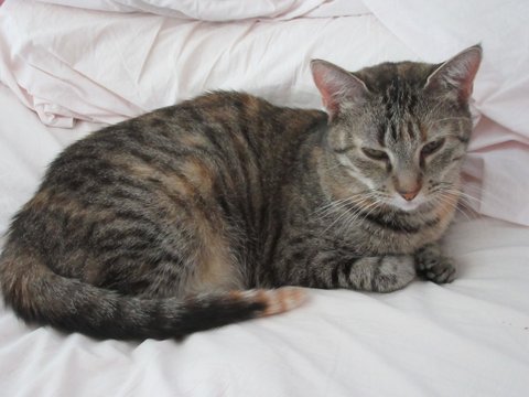 Cats, Roses...and Books!: Christmas Legend--Why Tabby #Cats Have An "M ...