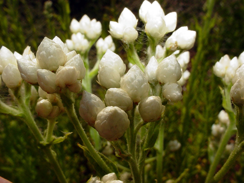 Mother Nature's Backyard - A Water-wise Garden: Plant of the Month ...