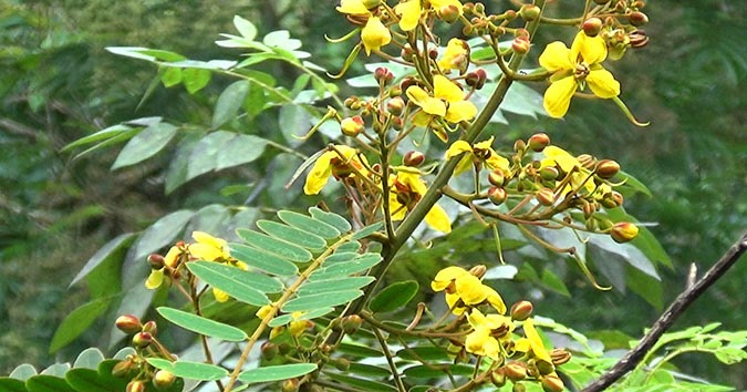 Kassod tree (Senna siamea)