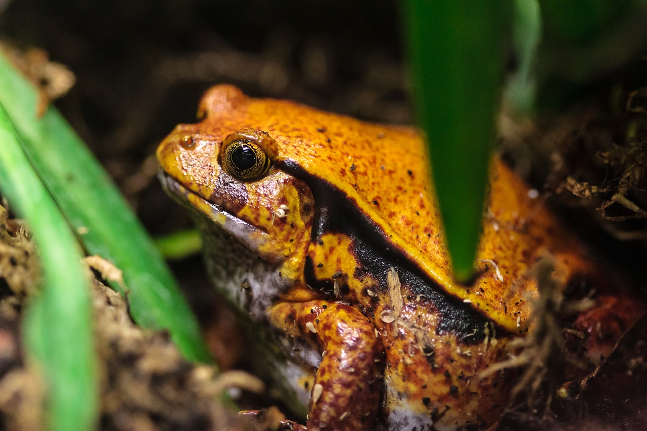 Real Monstrosities: Tomato Frog