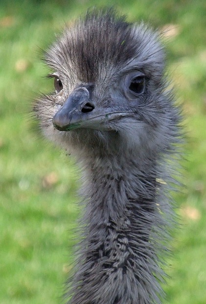 ñandú - gestiónAGRO: PARA QUIEN? Y PARA QUE?