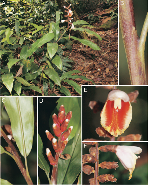 Plant family Zingiberaceae