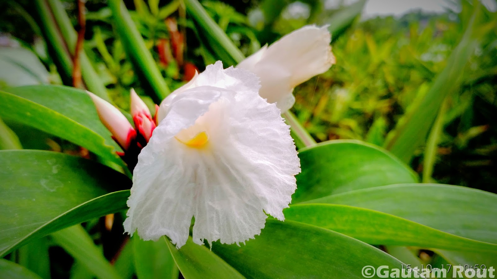 Ekamravan, Bhubaneswar