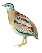 Laberinto en extinción: Torillo de Robinson (Turnix olivii)