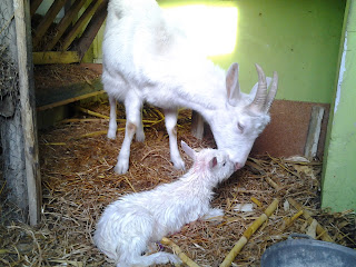 Capre de Vanzare - Capre de Lapte Saanen