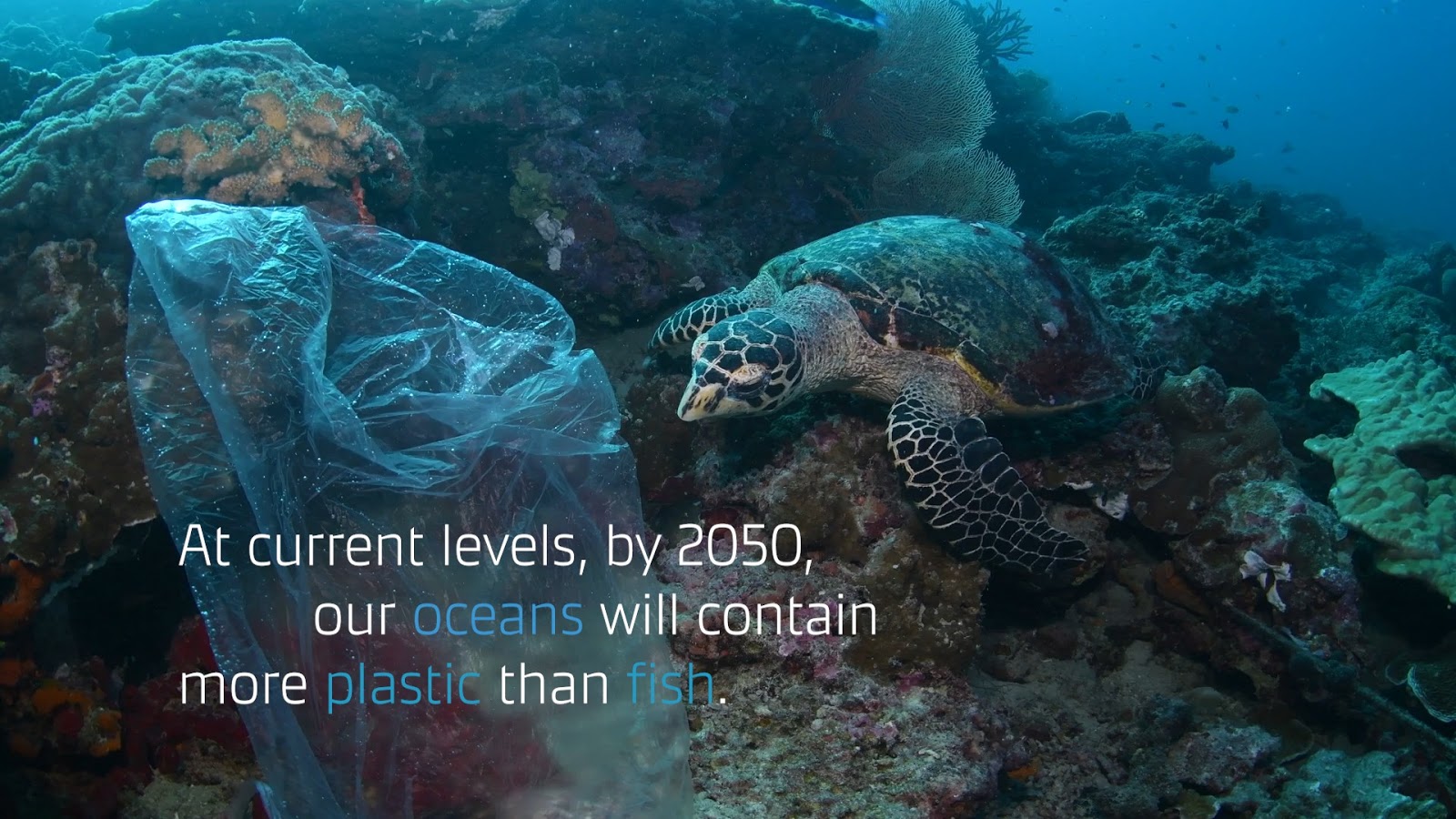 We are Killing the Ocean..!! By 2050 More Plastic than Fish in Ocean..?