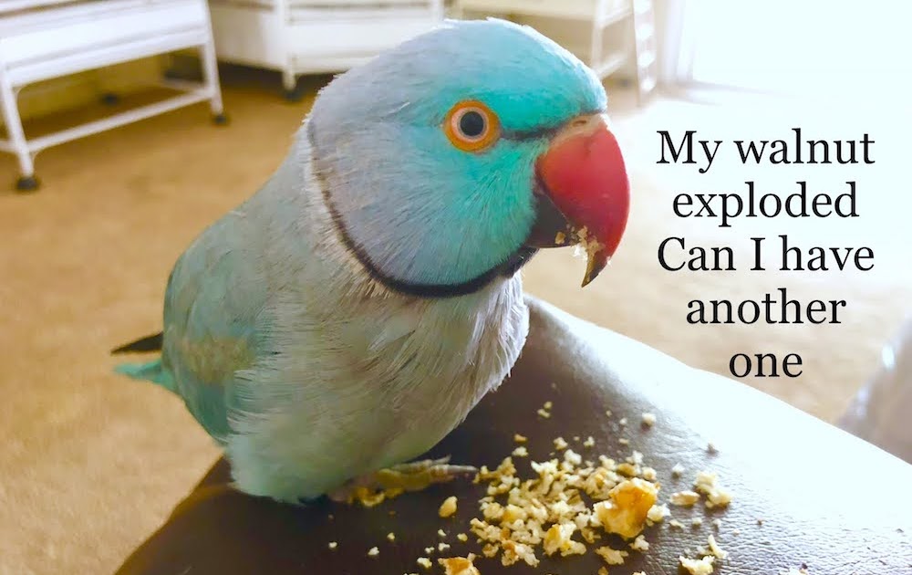 Parrot diet [ balance is key] — Prego Dalliance Sanctuary