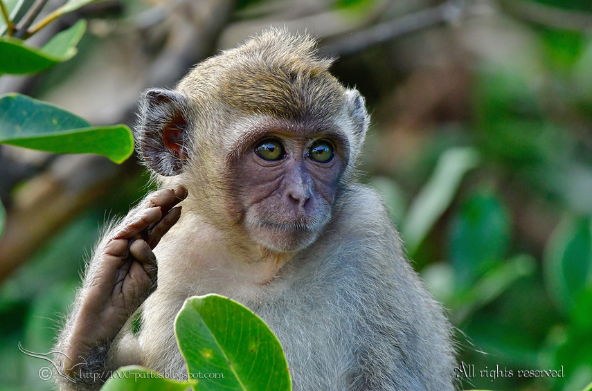 WILDLIFE GATEWAY: Weekend à Maurice - J3