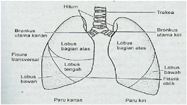 Anatomi Dan Fisiologi Alat Pernapasan ~ Realitas Kesehatan