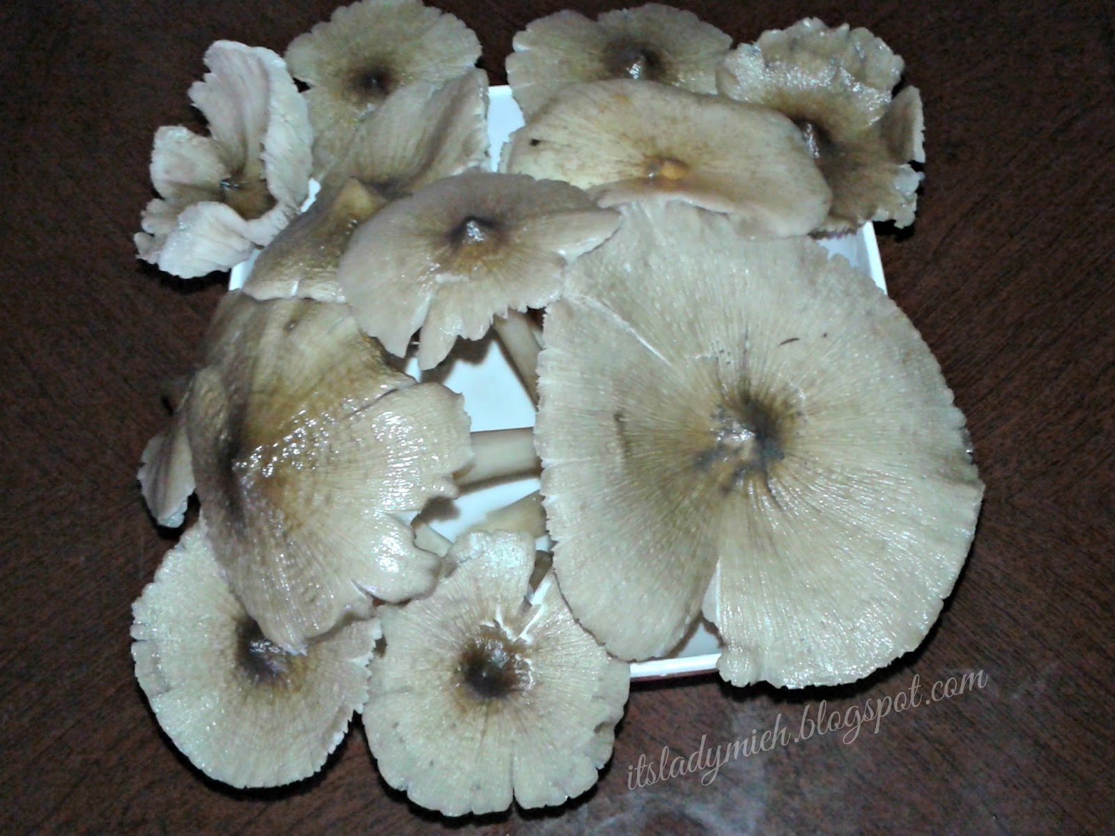 Sweet Little Dream: Uong the Wild Mushroom