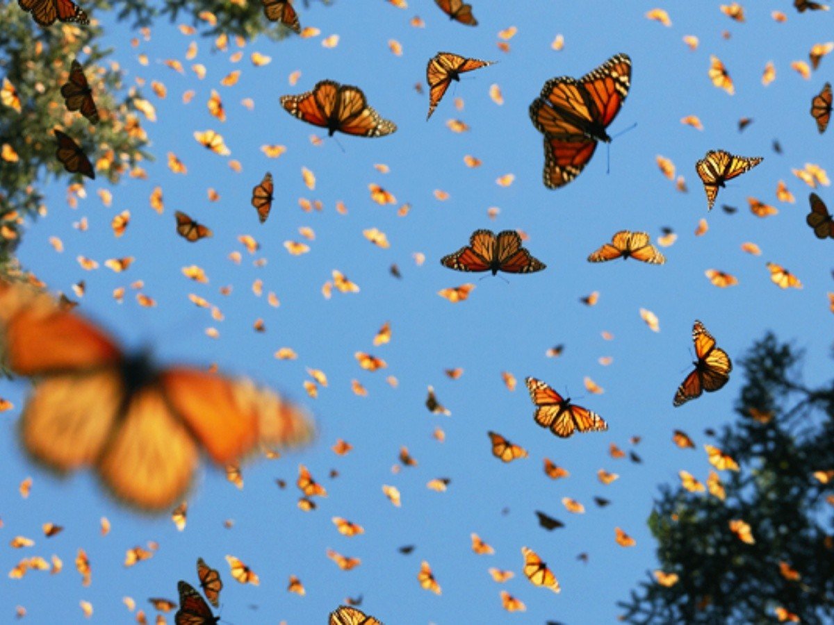 La leyenda del alma de los muertos O la leyenda de la mariposa monarca