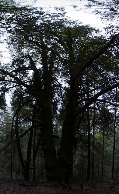 Hennessy Ridge and the world's largest tan oak