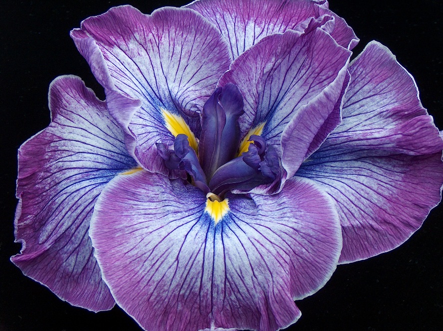 World of Irises: Colors, Patterns of Japanese Iris