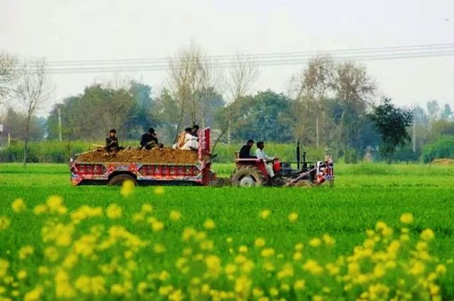 Beautiful & Green Fields of Punjab Pakistan - Fields Images & Wallpapers