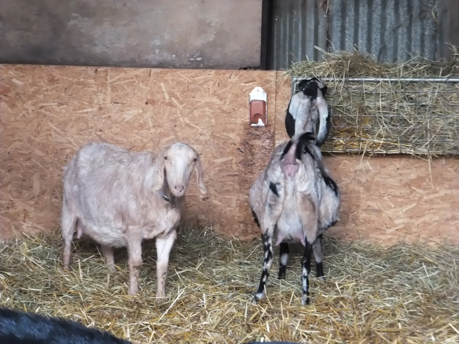 Bure Valley Farm