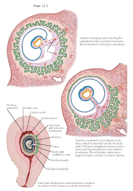 DEVELOPMENT OF PLACENTA AND FETAL MEMBRANES - pediagenosis