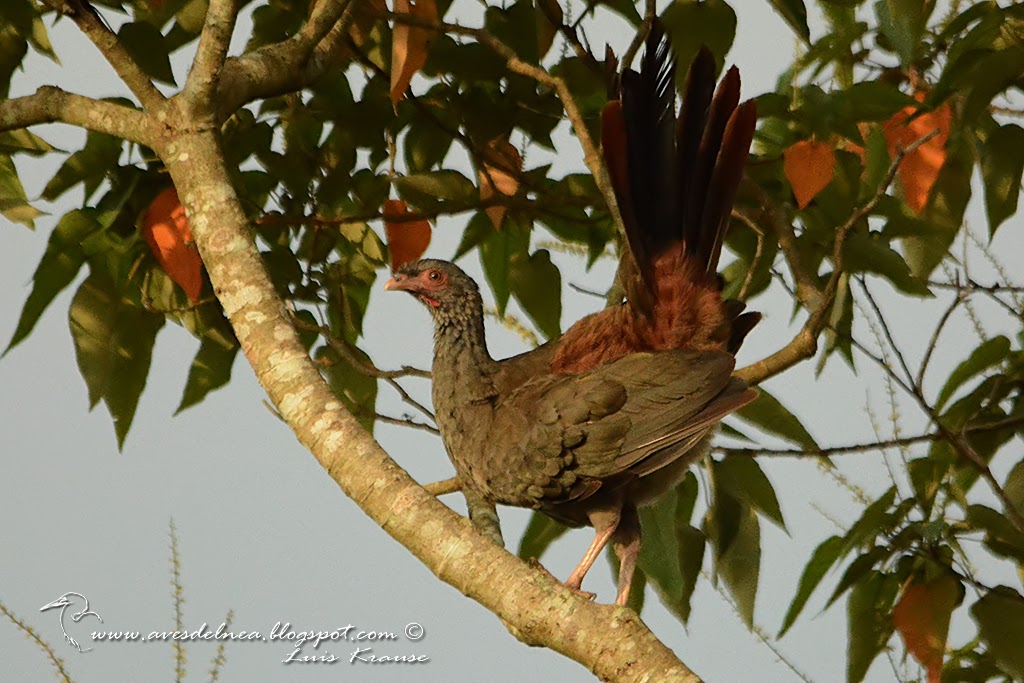 Aves del Nea: Charata (Chaco Chachalaca) Ortalis canicollis