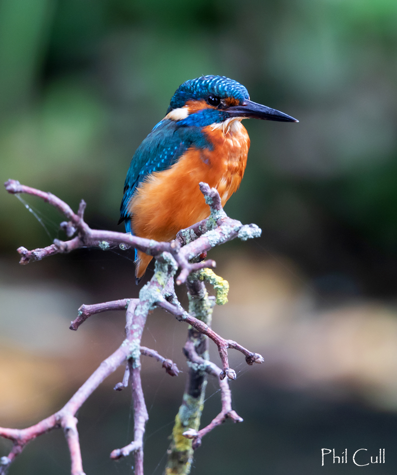 Phil Cull Wildlife Photography: 2020