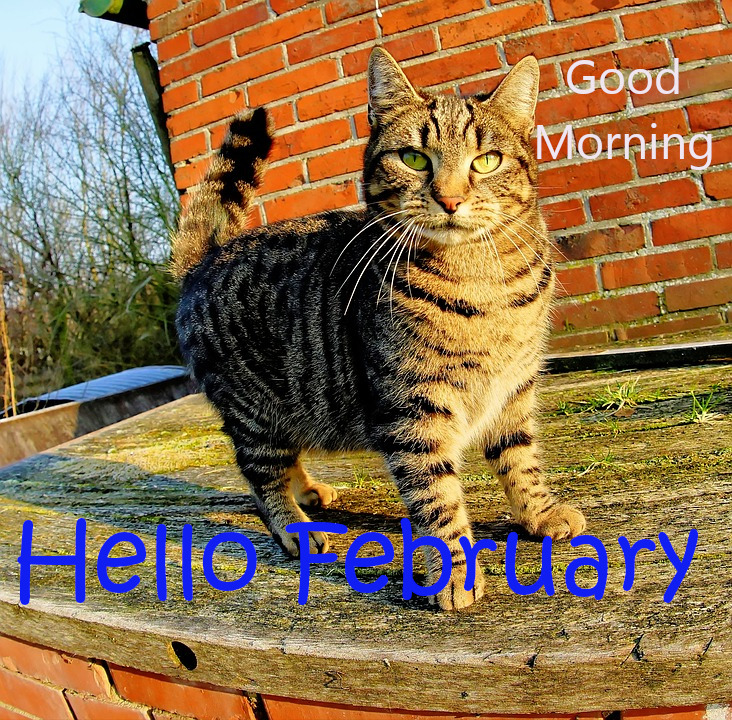 Top 10 Good Morning Hello February Images greating Pictures,Photos for ...
