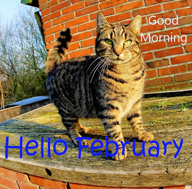 Top 10 Good Morning Hello February Images greating Pictures,Photos for ...