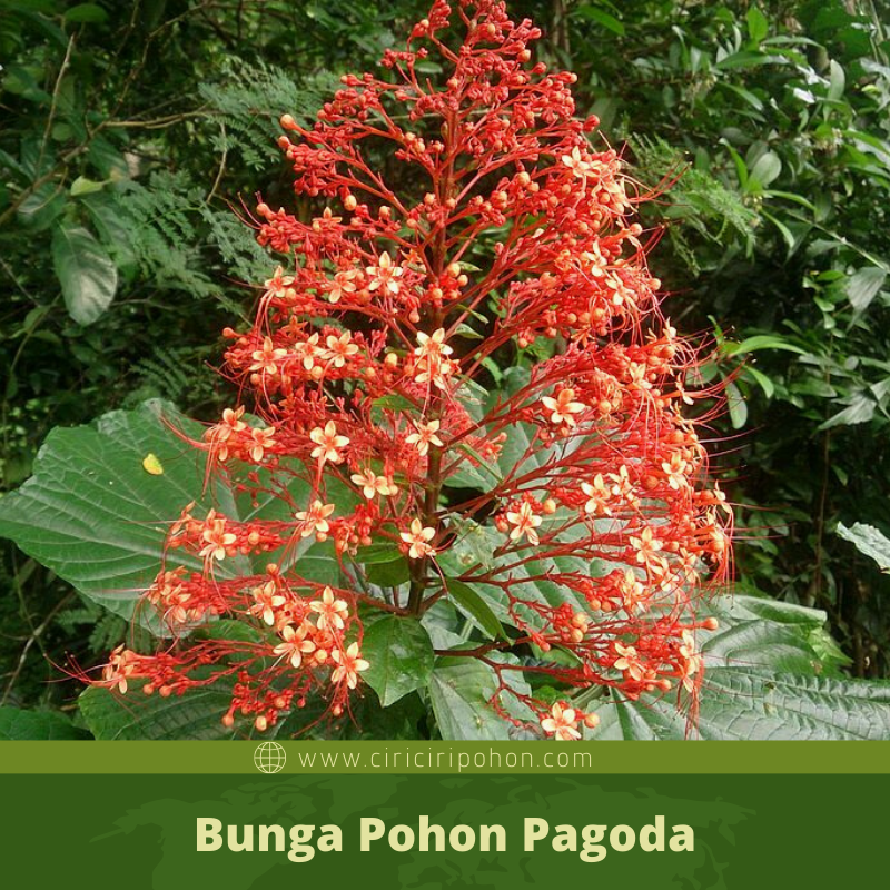 Ciri Ciri Pohon Bunga Pagoda Di Alam Liar - Ciriciripohon.com