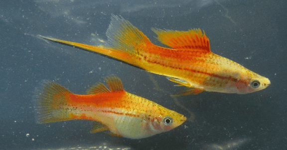 Ikan Pedang - 14 Jenis Ikan Pedang dan Harganya Beserta Cara ...