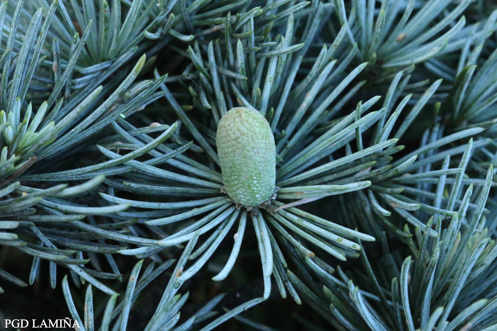 CEDRUS ATLANTICA. cedro del Atlas.
