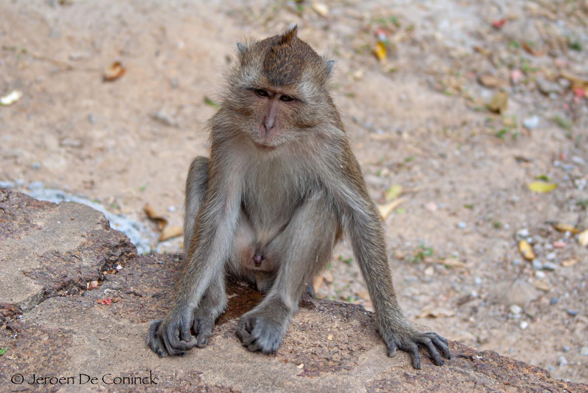 java-aap of krabbenetende makaak