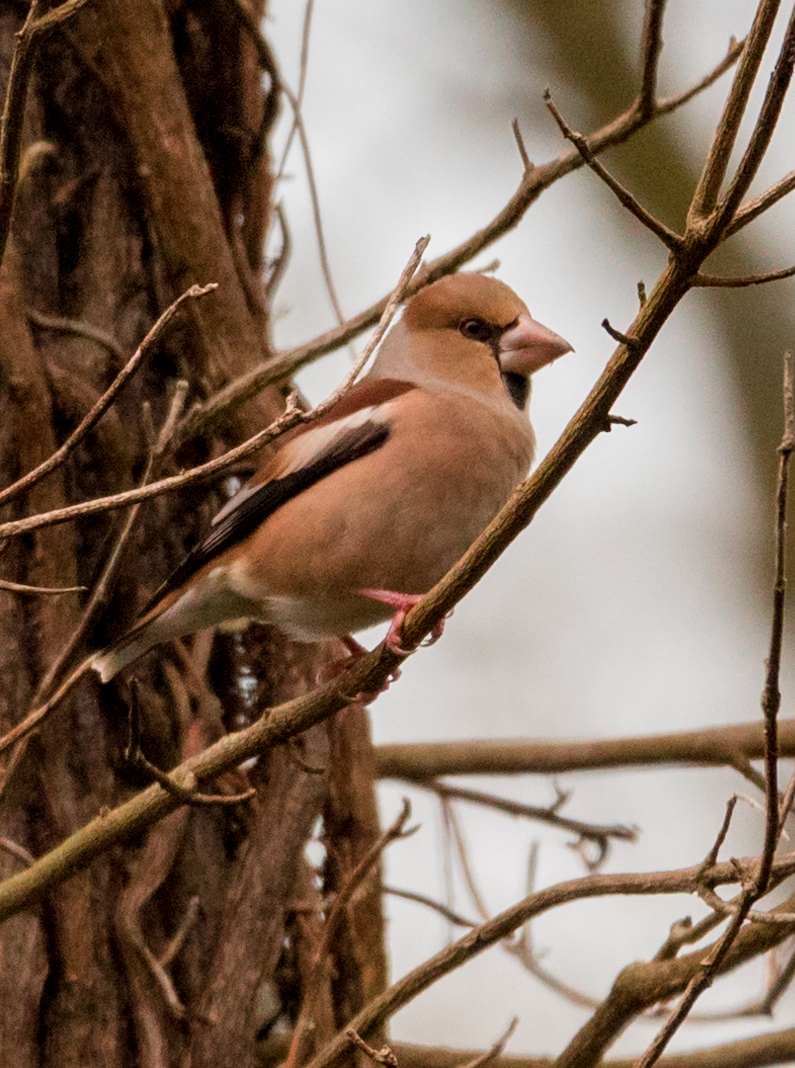 Dorset Birds: Sightings - Sunday 31st December 2017