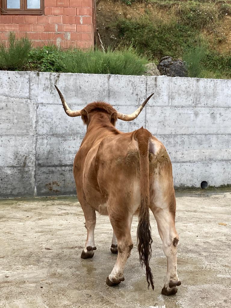 EL CUADERNO DE SILVESTRE: LA VACA MACHORRA. UN MANJAR DE REYES.