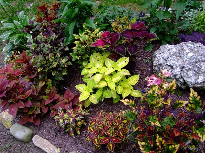 Coleus Arco-Íris Sortido