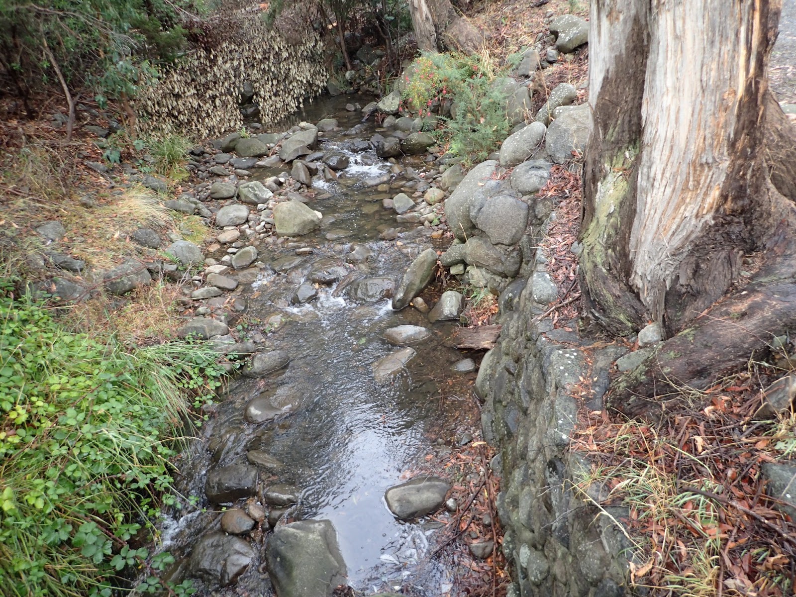 New Town Rivulet Circuit | Hiking South East Tasmania