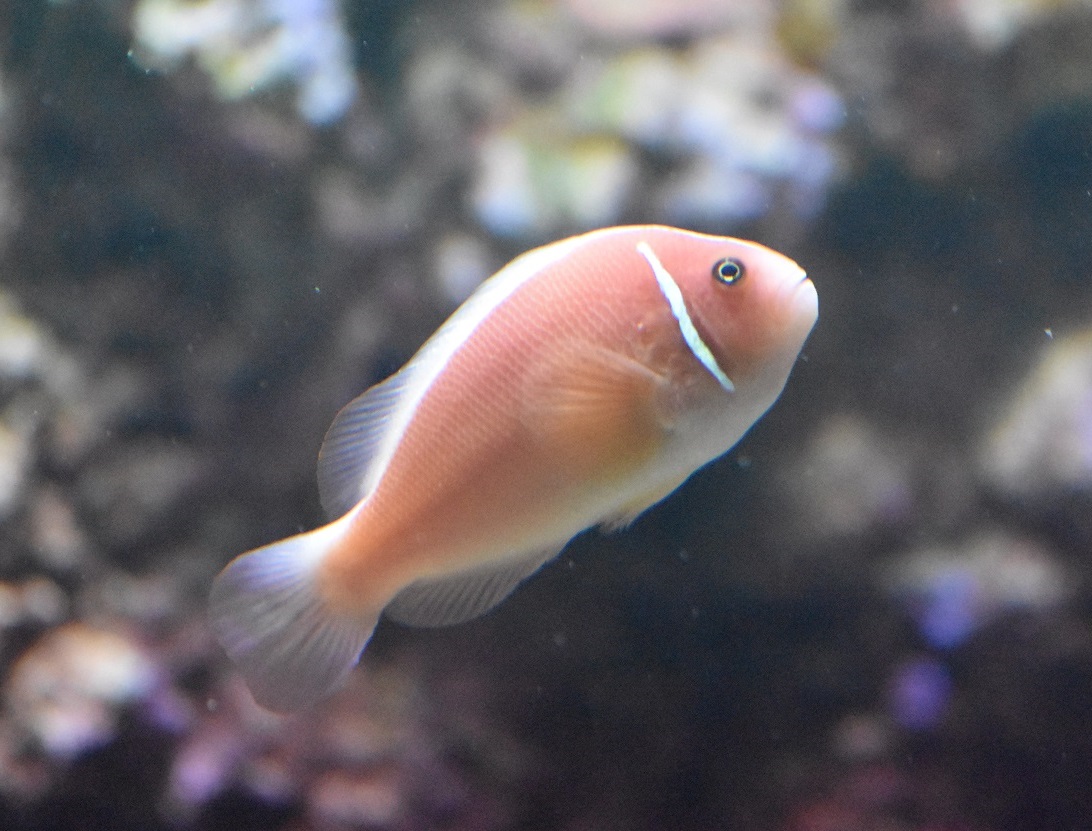 ZOOTOGRAFIANDO (6.100 ANIMALS): PEZ PAYASO ROSA / PINK ANEMONEFISH ...