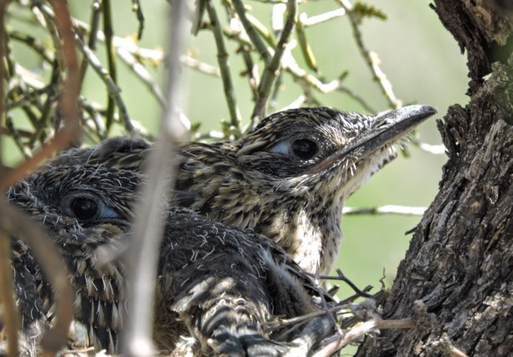 Your Daily Dose of Sabino Canyon: 'runner chicks