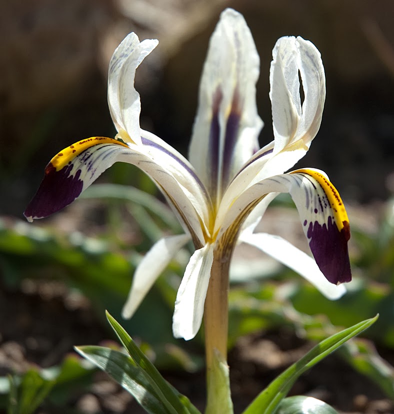 En Irismark i Spanien: februar 2014