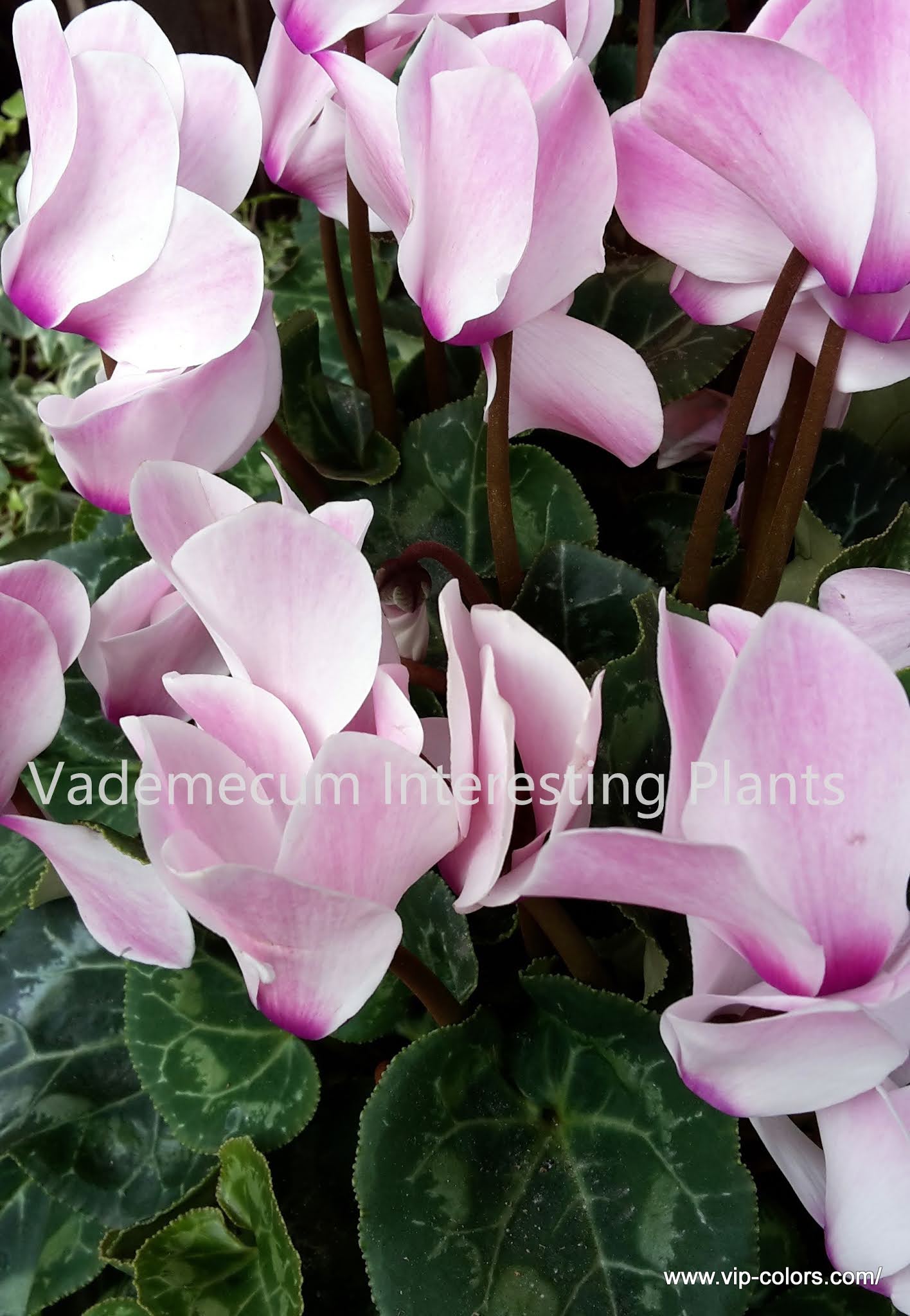 Vademecum Interesting Plants: Cyclamen persicum - Cyklamen perski - Cyclaam