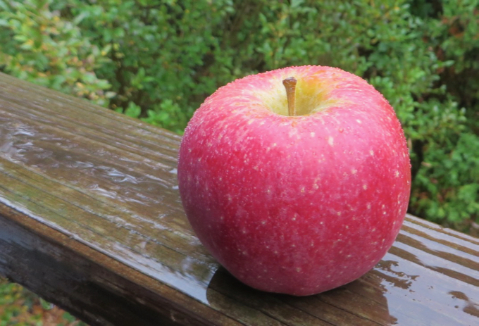 Firecracker * - Adam's Apples