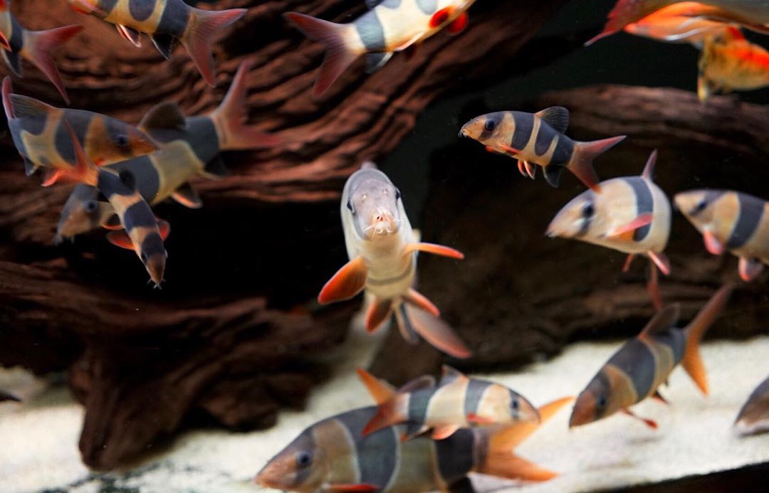 9 Jenis Ikan Botia, habitat hidup dan makanannya - Fafish