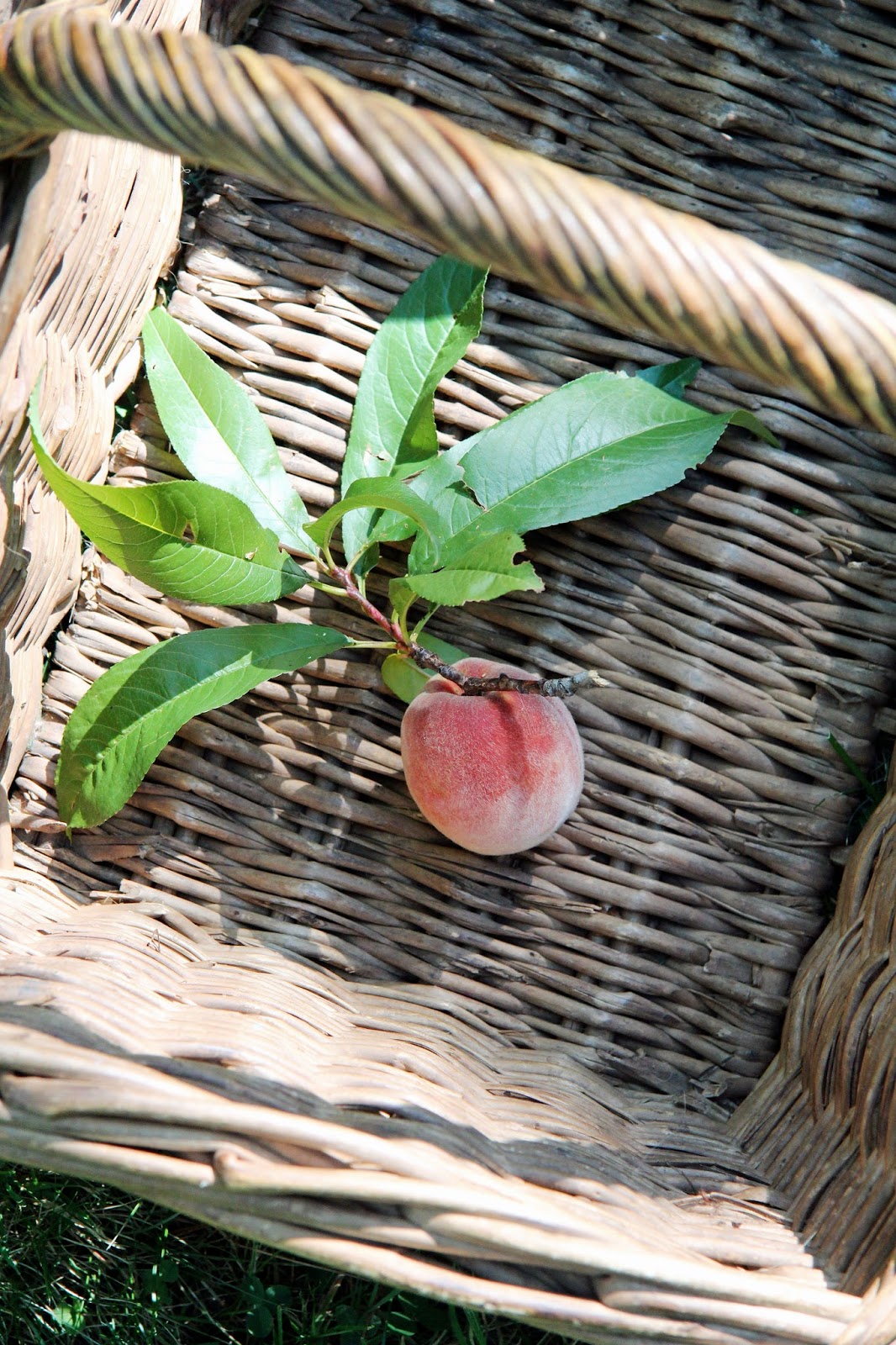 In the Fields : Wild Peaches