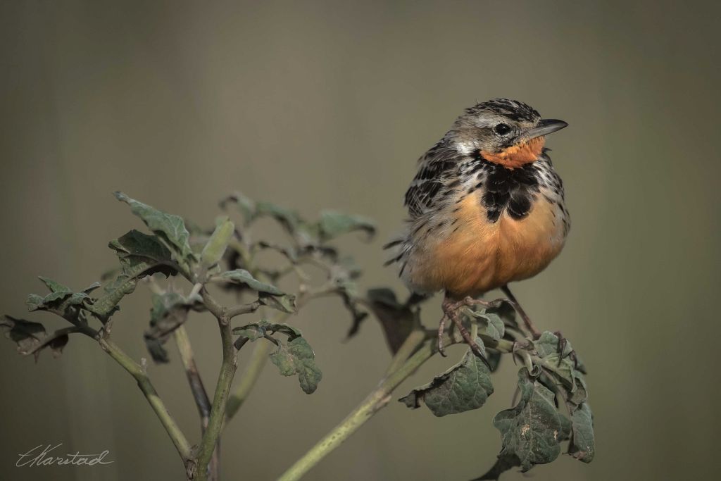 Elsen Karstad's 'Pic-A-Day Kenya': Rosy Breasted Long Claw, Masai Mara ...