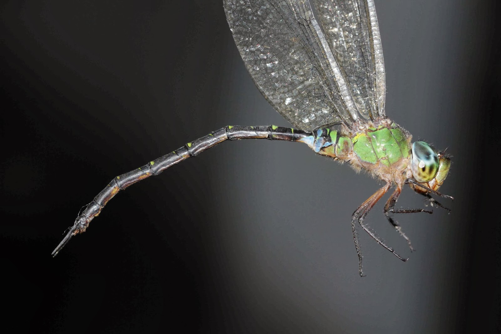 Dragonflies and damselflies of Vietnam: Gynacantha japonica - addition ...