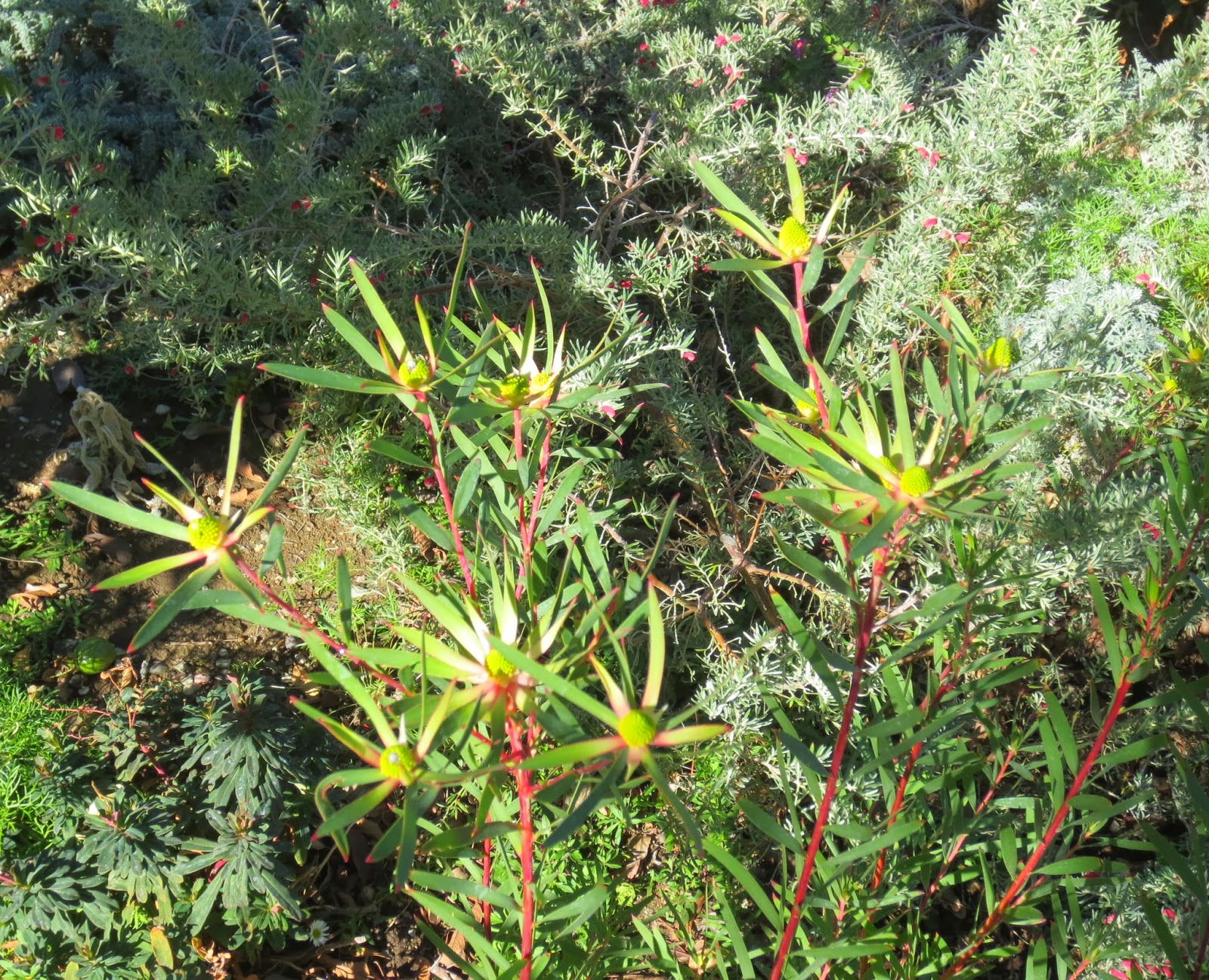 Late to the Garden Party: My favorite plant this week: Leucadendron ...