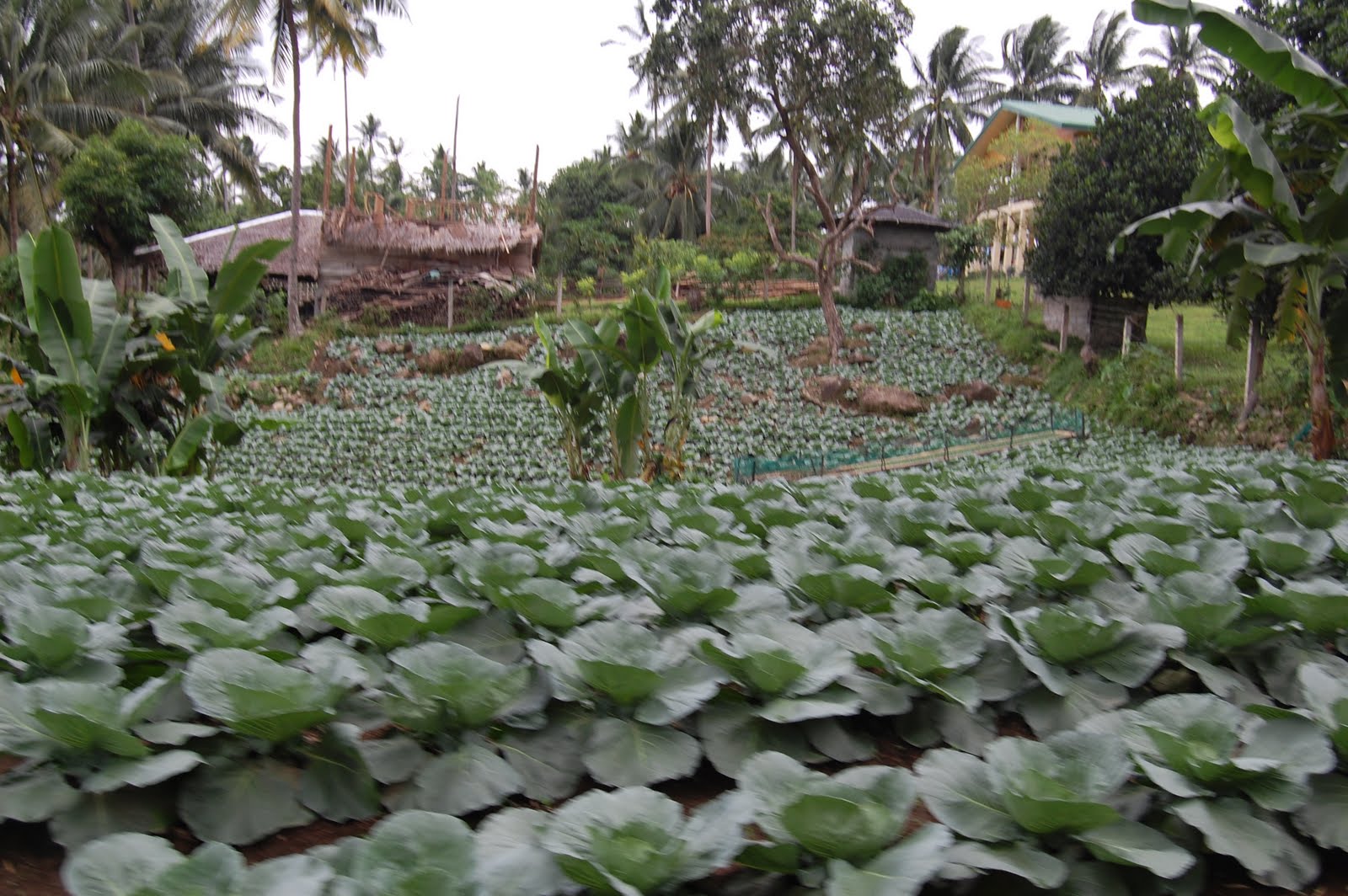 Peace Corps Philippines: Wait... What? (Alana)