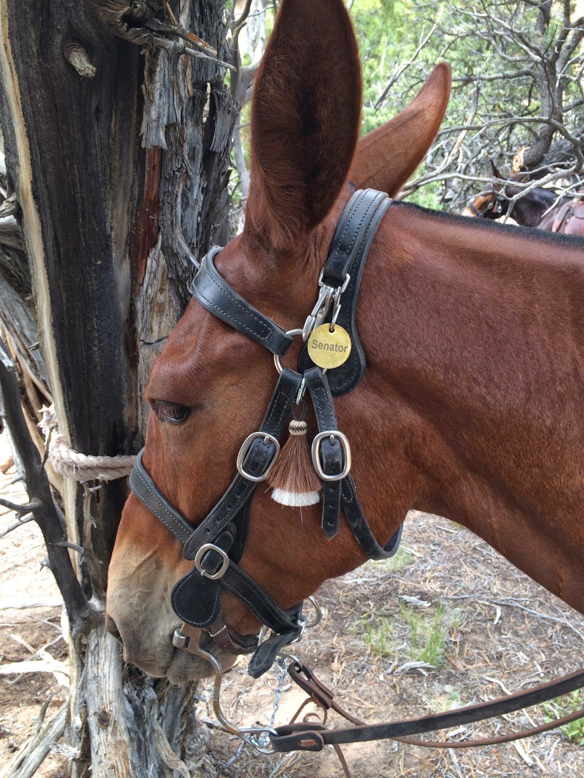 Longears and Sourdough: Southern Missouri Mule