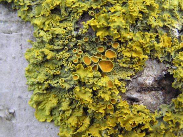 Block Notes: L’evoluzione degli ecosistemi