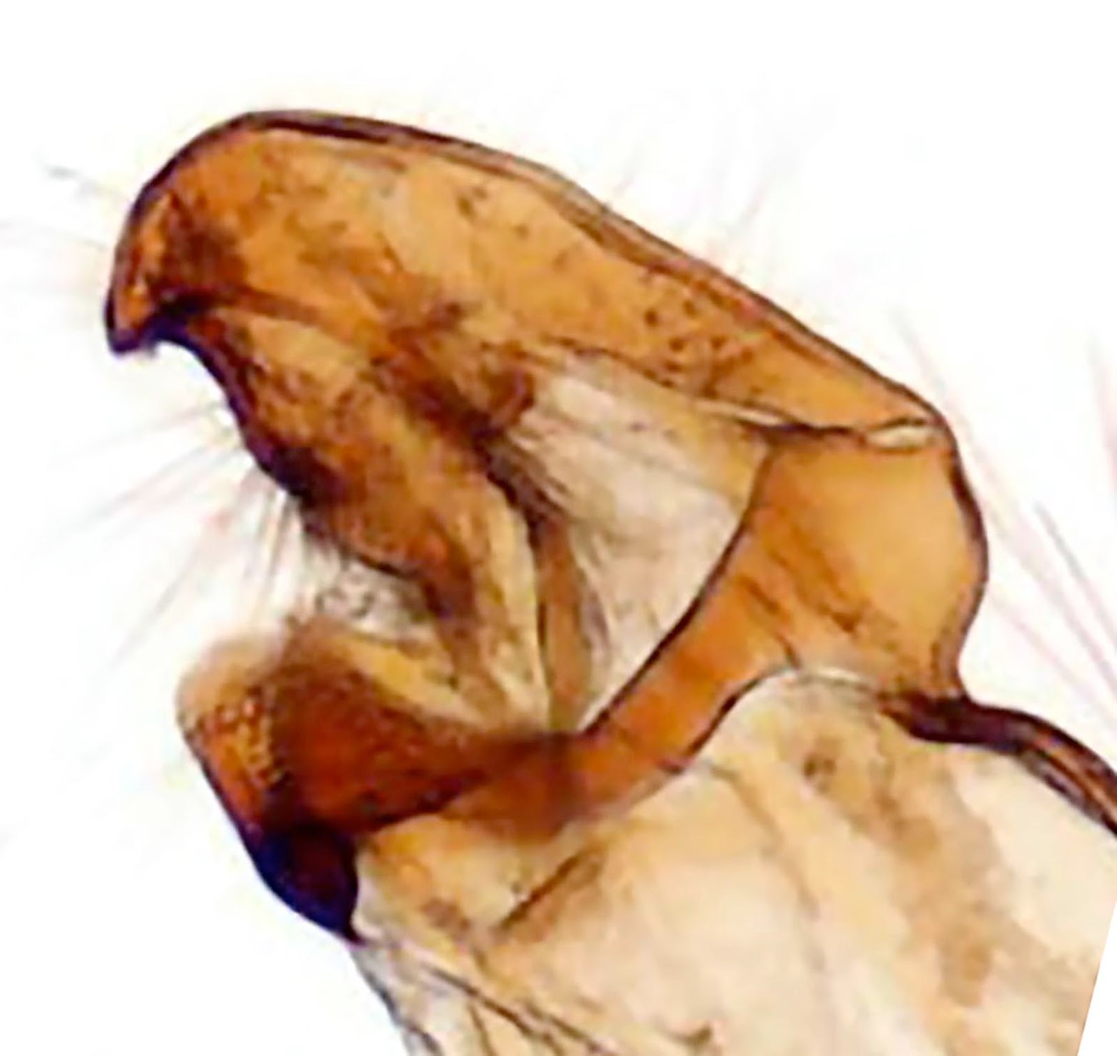 Xyloryctine Moths of Australia: Lichenaula undulatella