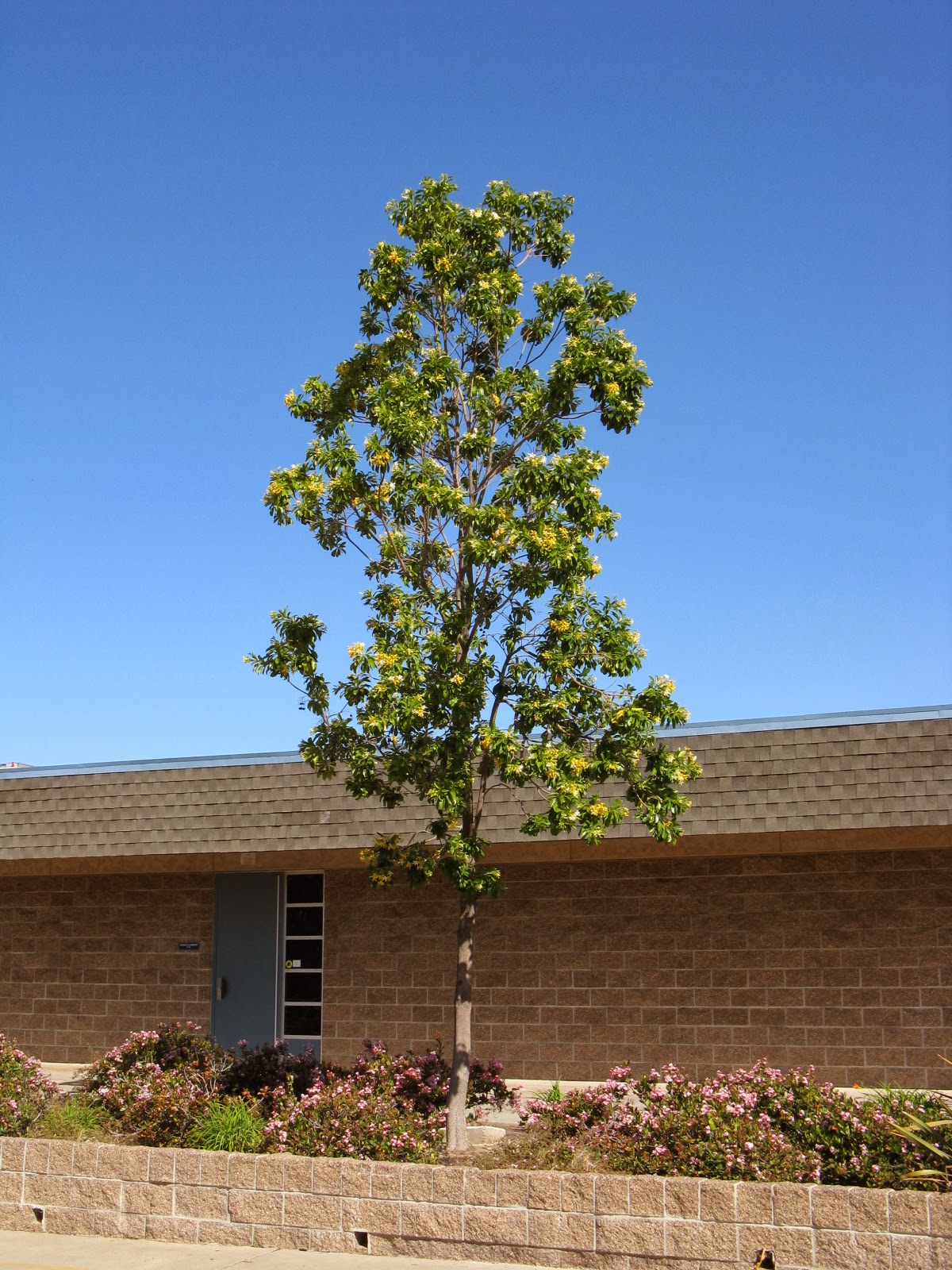 Trees of Santa Cruz County: Hymenopsorum flavum - Sweetshade
