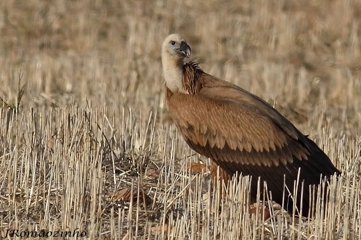 Pescador de aves: Grifo